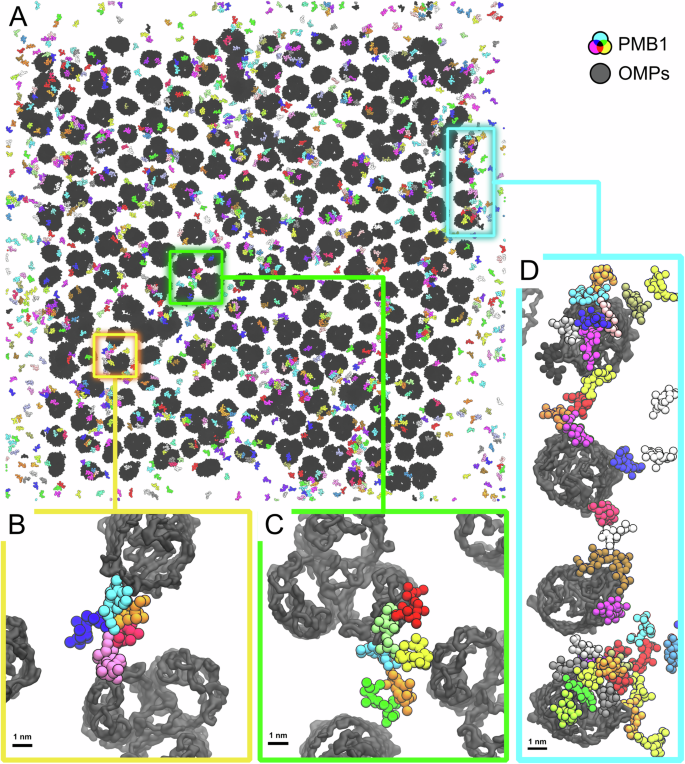 Polymyxins slow down lateral diffusion of proteins and ...