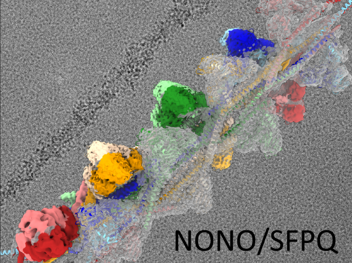 The gene-regulating proteins NONO and SFPQ assemble into ordered ...
