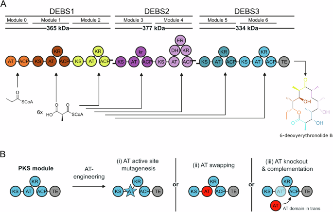 The malonyl/acetyl-transferase from murine fatty acid synthase is a ...