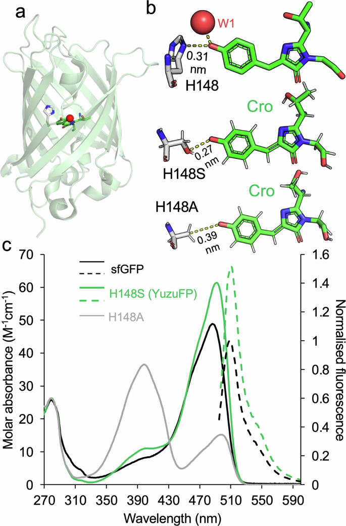 Molecular dynamics guided identification of a brighter variant of ...