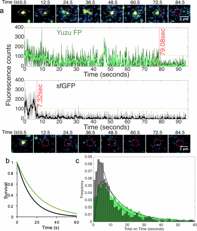 Molecular dynamics guided identification of a brighter variant of ...