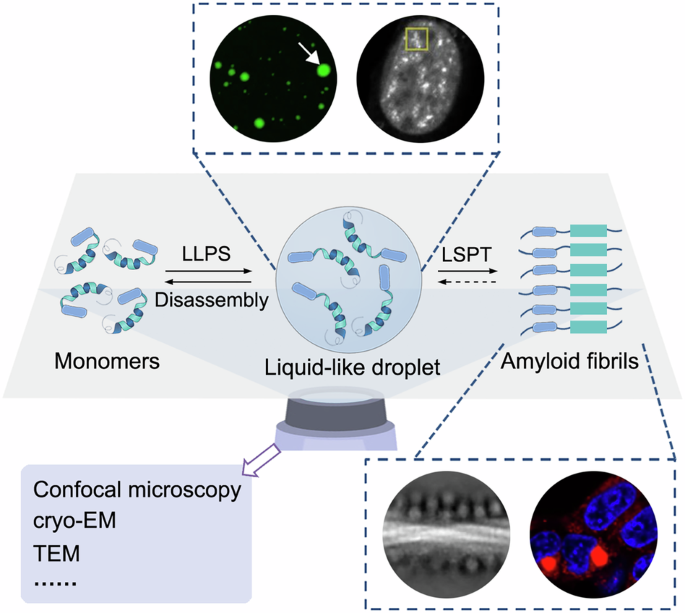Visualizing liquid-liquid phase separation and protein aggregates ...