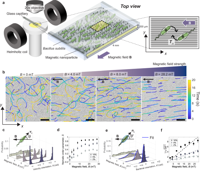 Magnetically controlled bacterial turbulence | Communications Physics