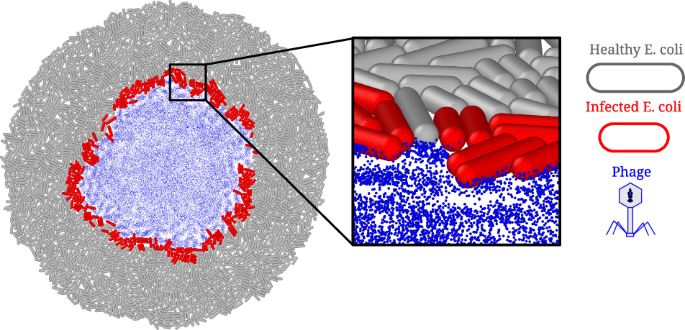 Biomechanical modeling of spatiotemporal bacteria-phage competition ...
