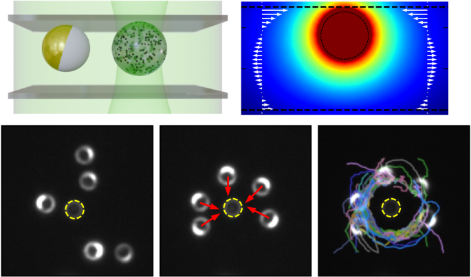 Regulated polarization of active particles in local osmotic flow fields ...