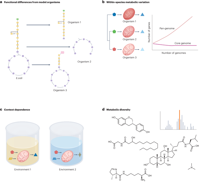 Emerging tools and best practices for studying gut microbial community metabolism | Nature ...