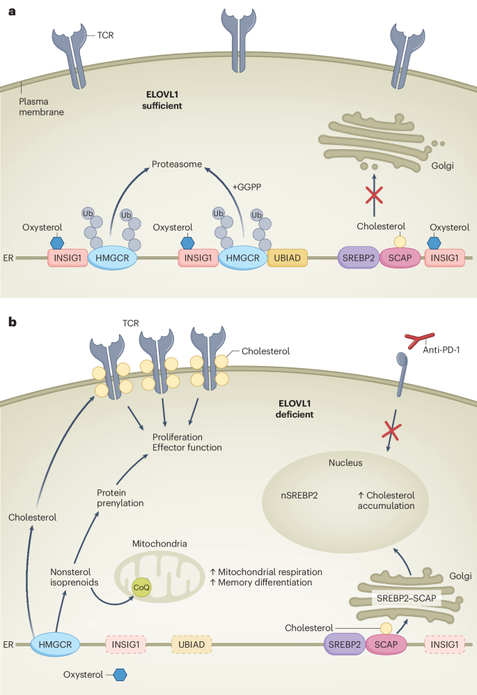 Disrupting cholesterol homeostasis in T cells boosts antitumour ...