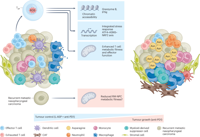 ASPiring metabolic-immunotherapy by ASParaginase | Nature Metabolism