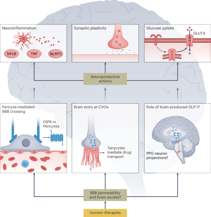 Incretin-based therapeutics for the treatment of neurodegenerative ...