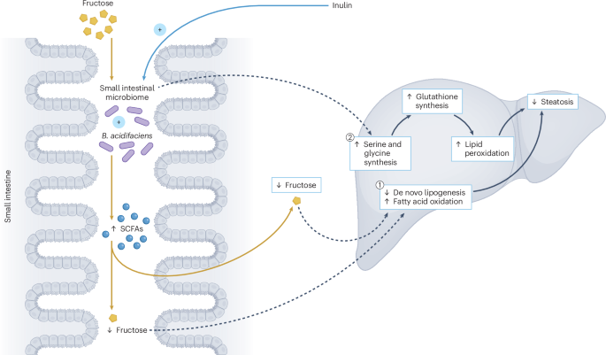Small but mighty: inulin promotes small intestinal bacterial fructose ...