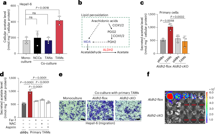 A lactate–acetate interaction between macrophages and cancer cells ...