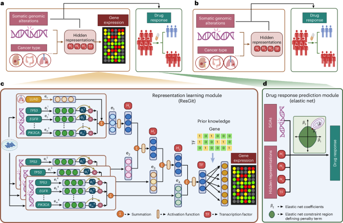 An interpretable deep learning framework for genome-informed precision ...