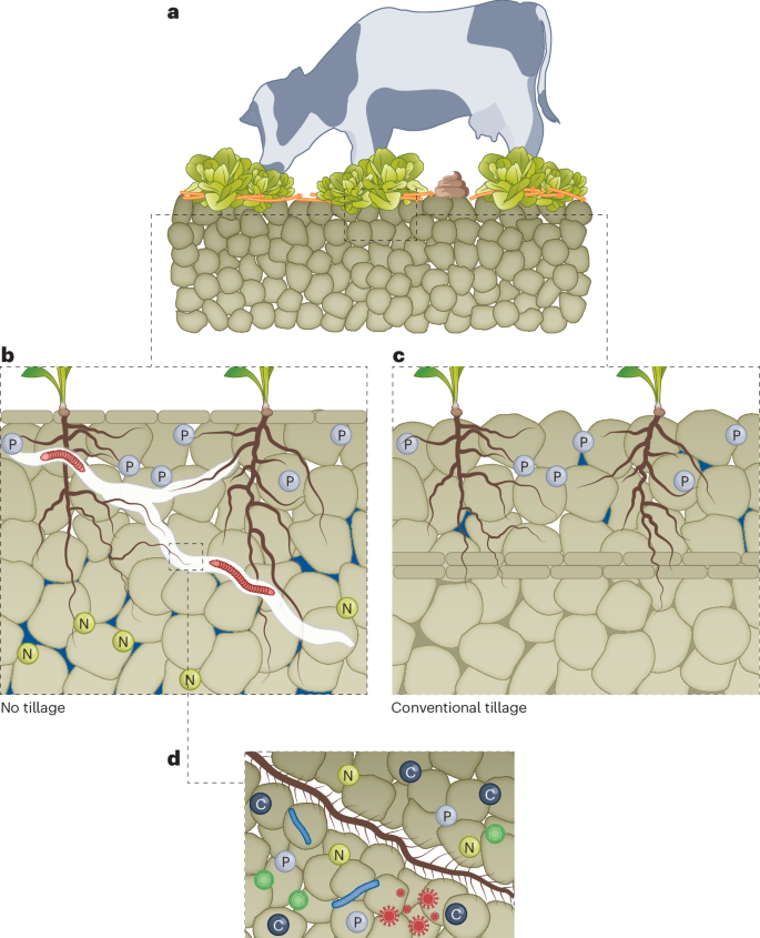 Root–soil–microbiome management is key to the success of regenerative ...