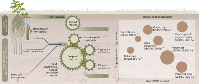 Deep soil as an input-constrained output-controlled reactor for climate ...