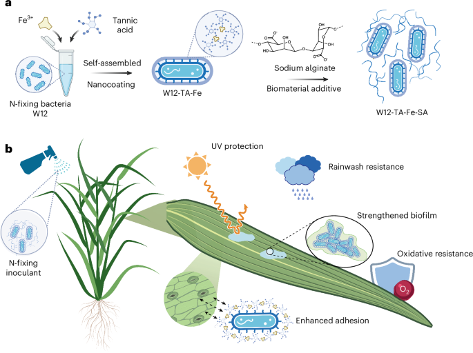 Stable foliar colonization of nanocoated nitrogen-fixing bacteria ...