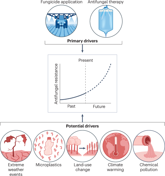 Constraining the effect of global change on antifungal resistance ...