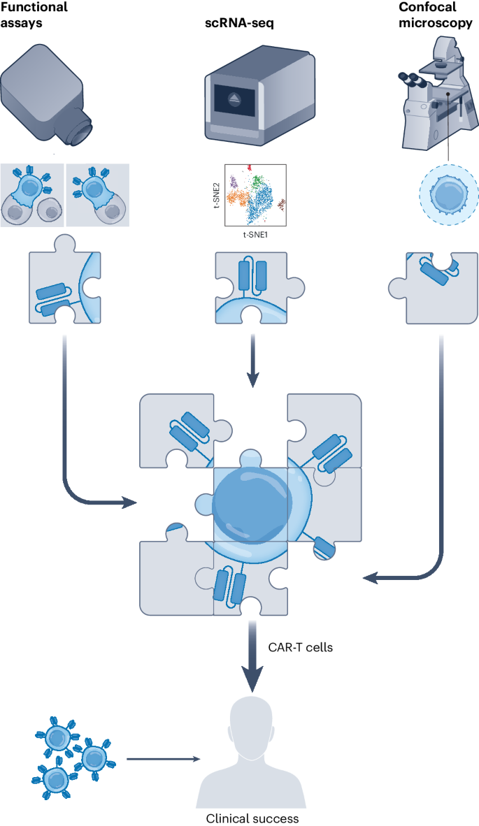 Multidimensional analysis reveals predictive markers for CAR-T efficacy | Nature Cancer