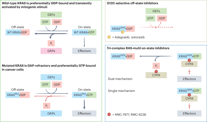Drugging mutant KRAS by disrupting binding to effectors and GTP ...