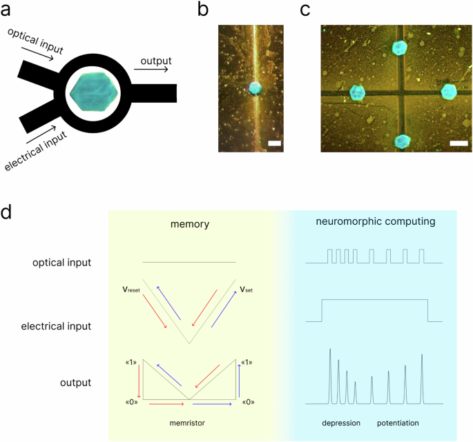 Metal-organic framework single crystal for in-memory neuromorphic ...