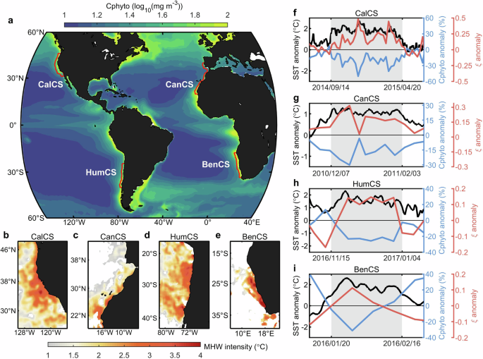 Reduced and smaller phytoplankton during marine heatwaves in eastern ...
