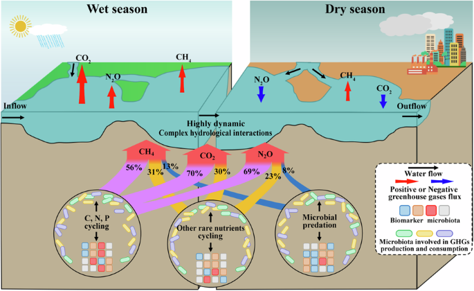 River-lake ecosystems exhibit a strong seasonal cycle of greenhouse gas ...