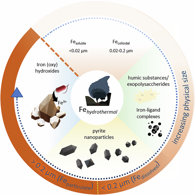 Iron’s irony: speciation, complexation & microbial processing of Fe in ...