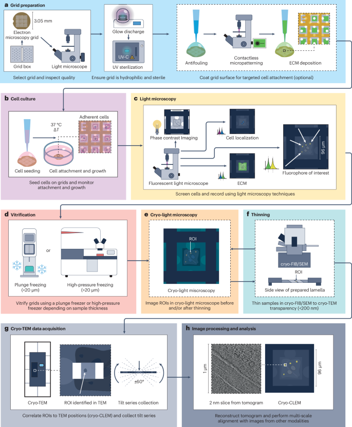 Correlative cryogenic light and electron tomography of eukaryotic cells ...