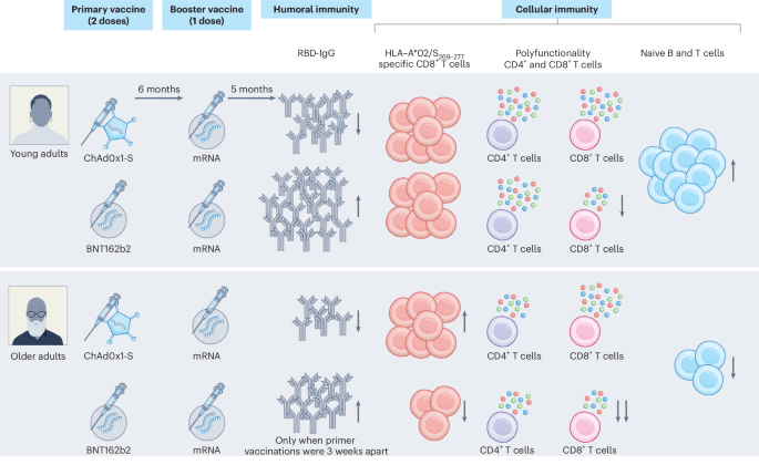 Robust immunity conferred by combining COVID-19 vaccine platforms in ...