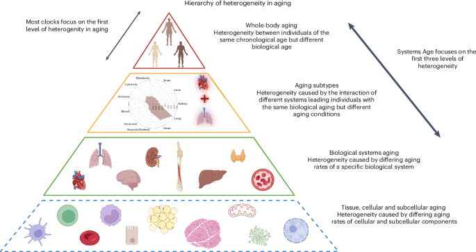 A blood DNA methylation test reveals how quickly each organ system is ...