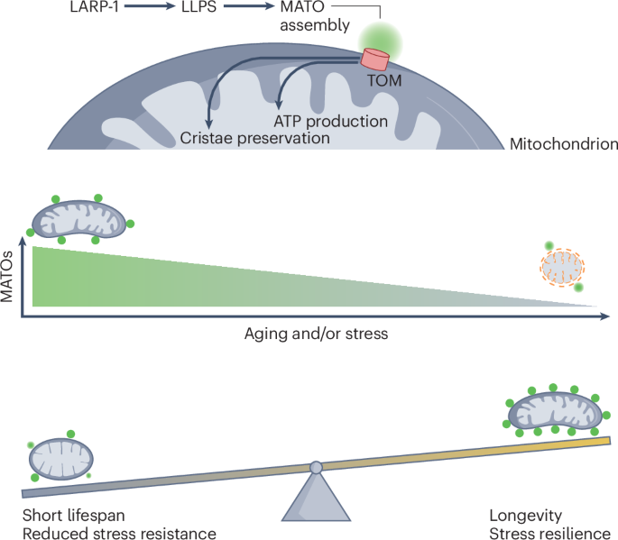 Phase separation meets energy generation to boost longevity | Nature Aging