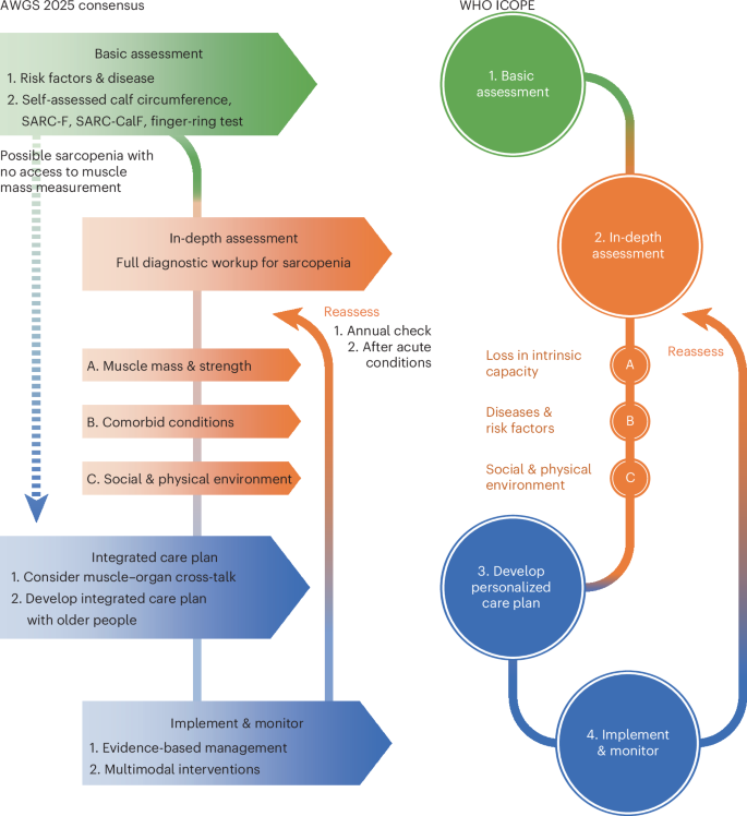A focus shift from sarcopenia to muscle health in the Asian Working ...