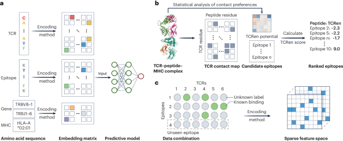 Unlocking T-cell receptor–epitope insights with structural analysis | Nature Computational Science