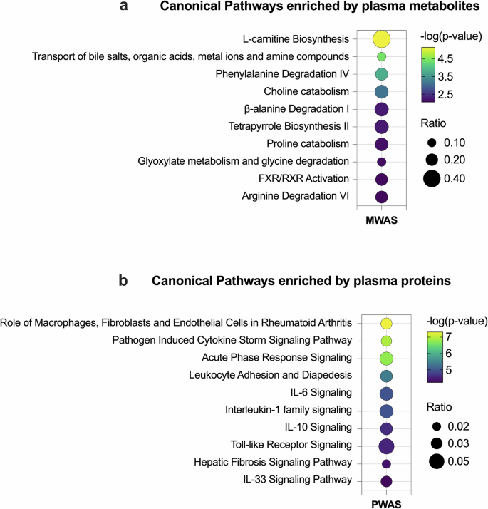Translational framework linking perfluoroheptanoic acid (PFHpA ...