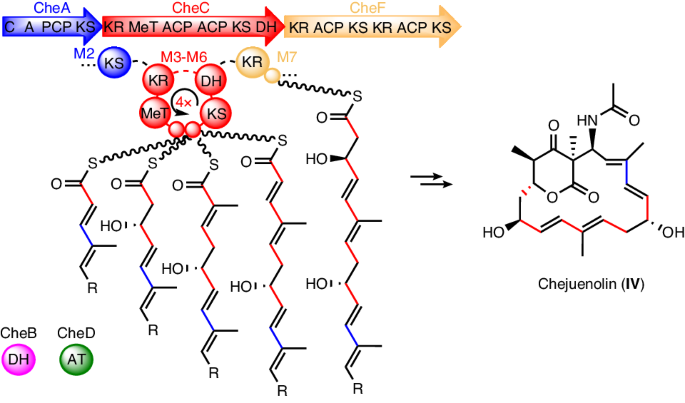 Insight into the role of a trans-AT polyketide synthase in the ...