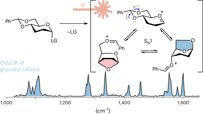 Mechanistic insight into benzylidene-directed glycosylation reactions ...
