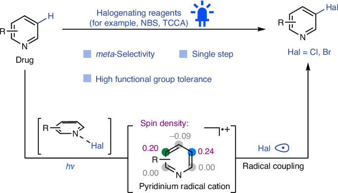 Spin-density-controlled radical coupling for meta-selective C–H halogenation of pyridines ...