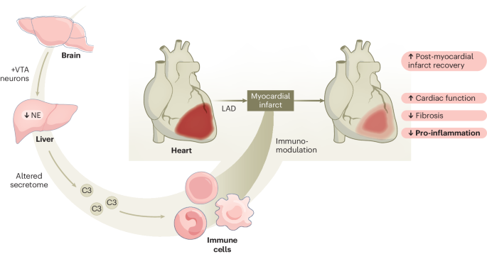 Linking the brain to recovery after myocardial infarction | Nature ...