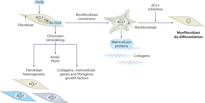 Targeting metabolically activated fibroblasts in the failing heart ...