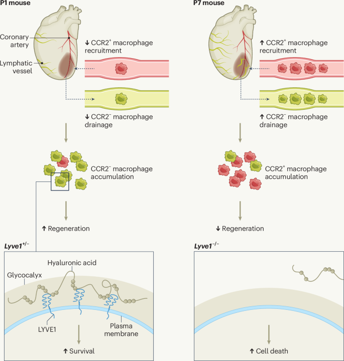 Maintaining the LYVE1 line through macrophage and lymphatic interplay in the regenerating ...