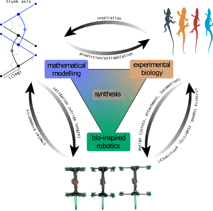 Coordinating limbs and spine: (Pareto-)optimal locomotion in theory, in ...