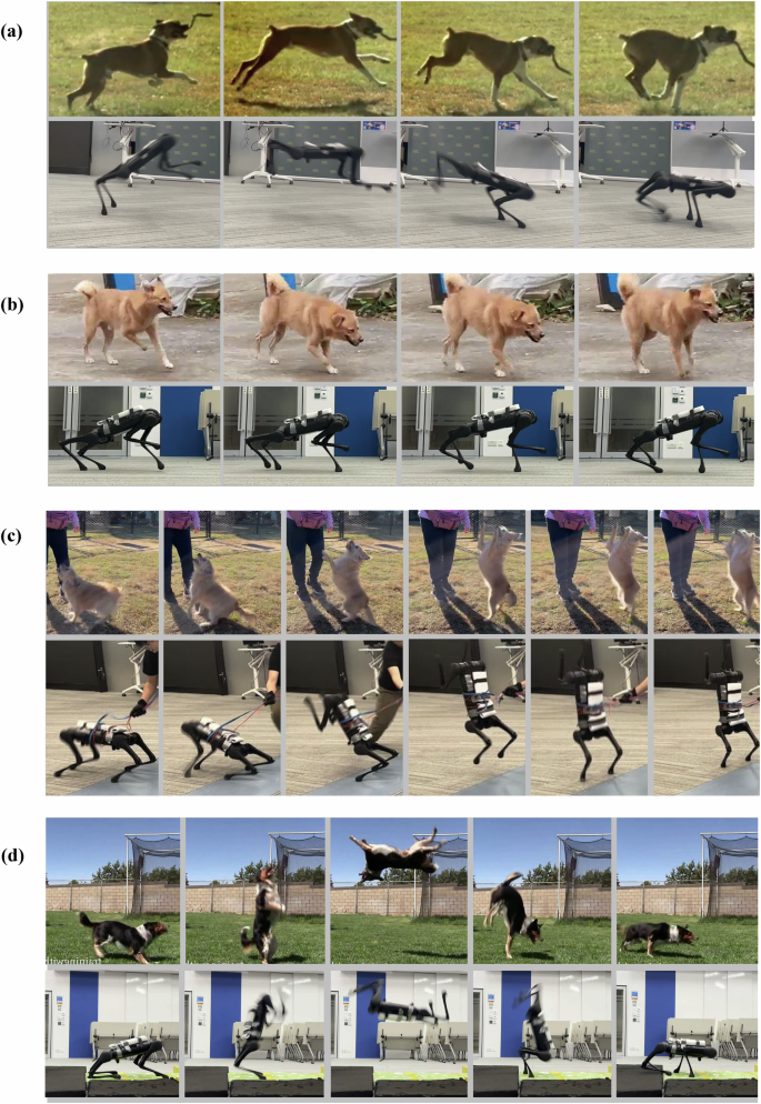 Learning aggressive animal locomotion skills for quadrupedal robots solely from monocular videos ...
