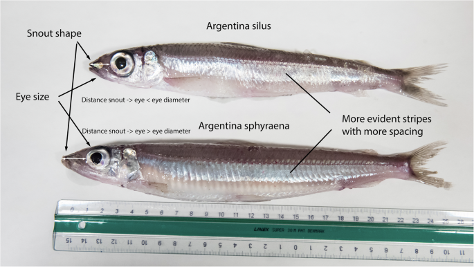 A Faroese perspective on decoding life for sustainable use of nature ...