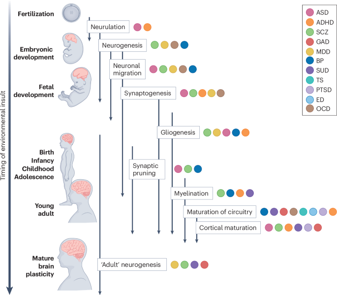 Developmental origins of mental health and disorders (DOMHaD): an ...