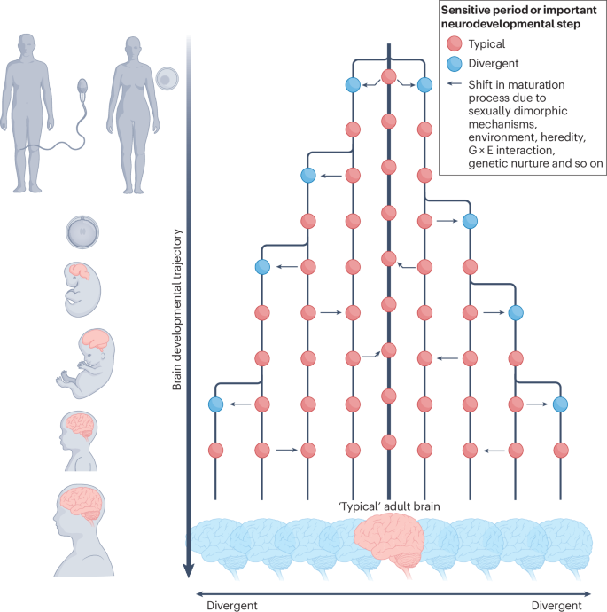 Developmental origins of mental health and disorders (DOMHaD): an ...