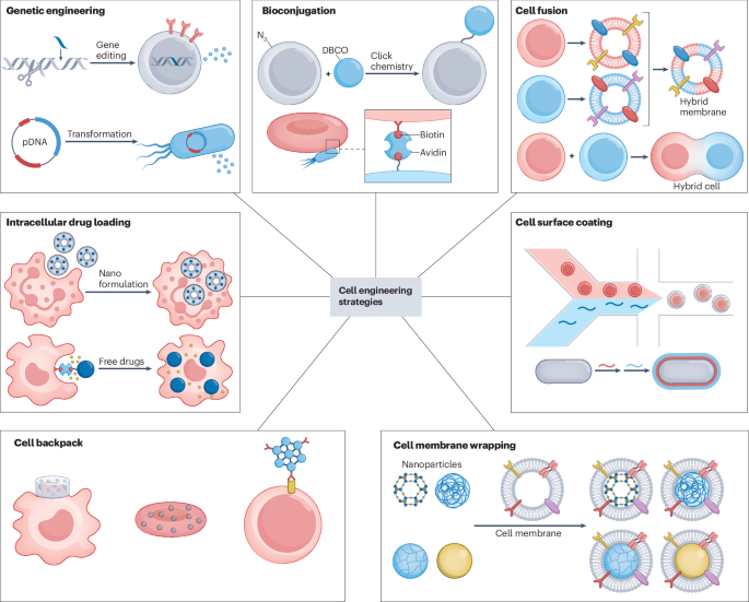 Engineering cells for therapy and diagnosis | Nature Reviews Bioengineering