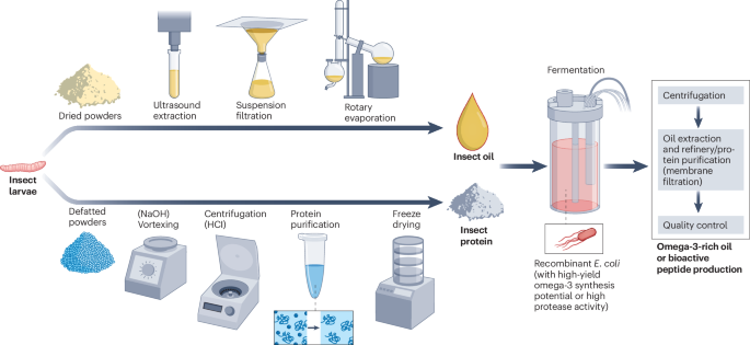Bioengineered insect proteins and fats as high-quality and sustainable ...