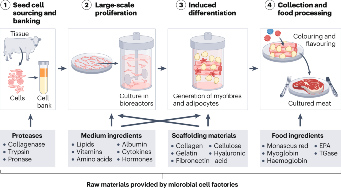 Microbial cell factories for cost-effective and high-quality cultured ...