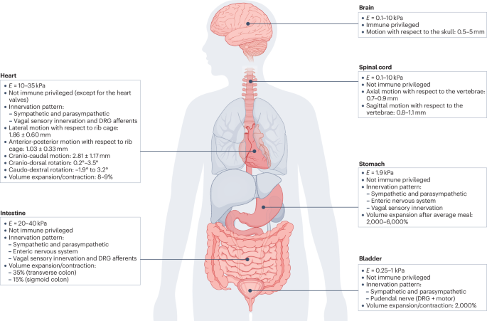 Multifunctional bioelectronics for brain–body circuits | Nature Reviews ...