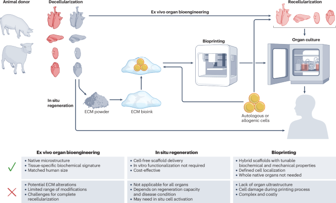 Ex vivo organ engineering using decellularized tissue scaffolds ...