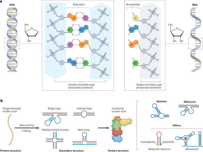 Molecular bioengineering of functional nucleic acids | Nature Reviews ...